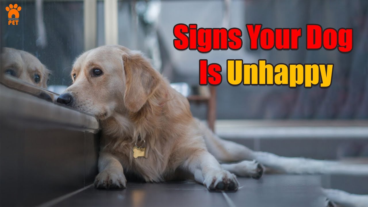 10 Signs Your Dog Is Unhappy (NEVER IGNORE) - YouTube