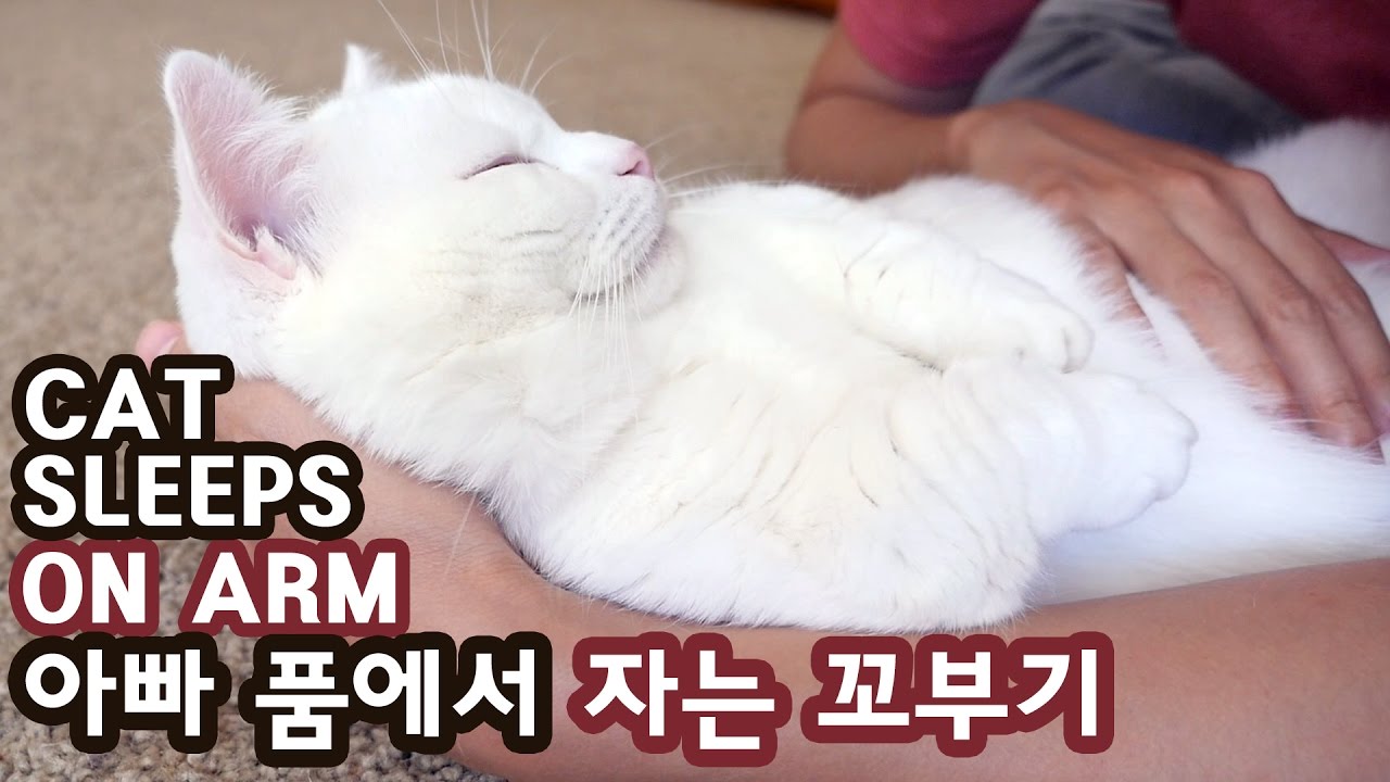 아빠 품에서 자는 고양이 꼬부기 CAT SLEEPS ON OWNER'S ARM - YouTube