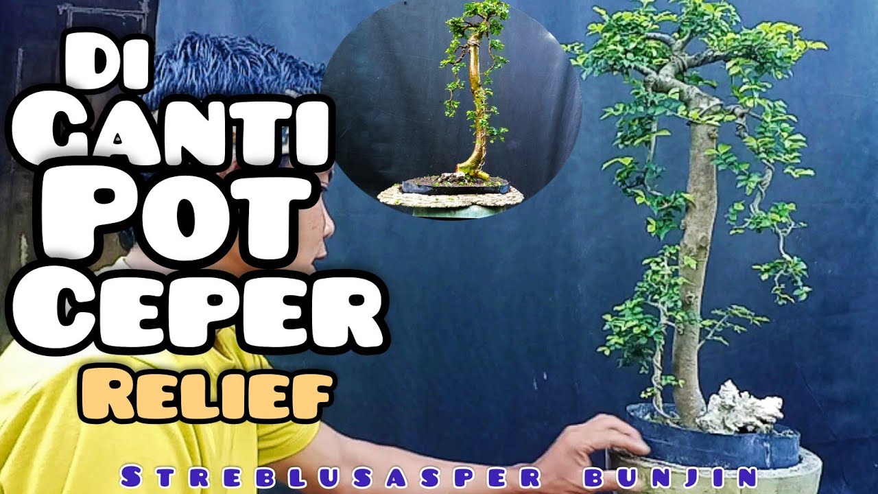 pakai pot ceper saja guys ‼️ repoting bonsai serut bunjin ...