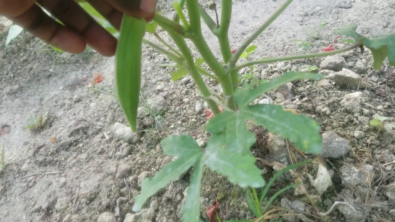 How to grow and havest best and big okra 2020 - YouTube