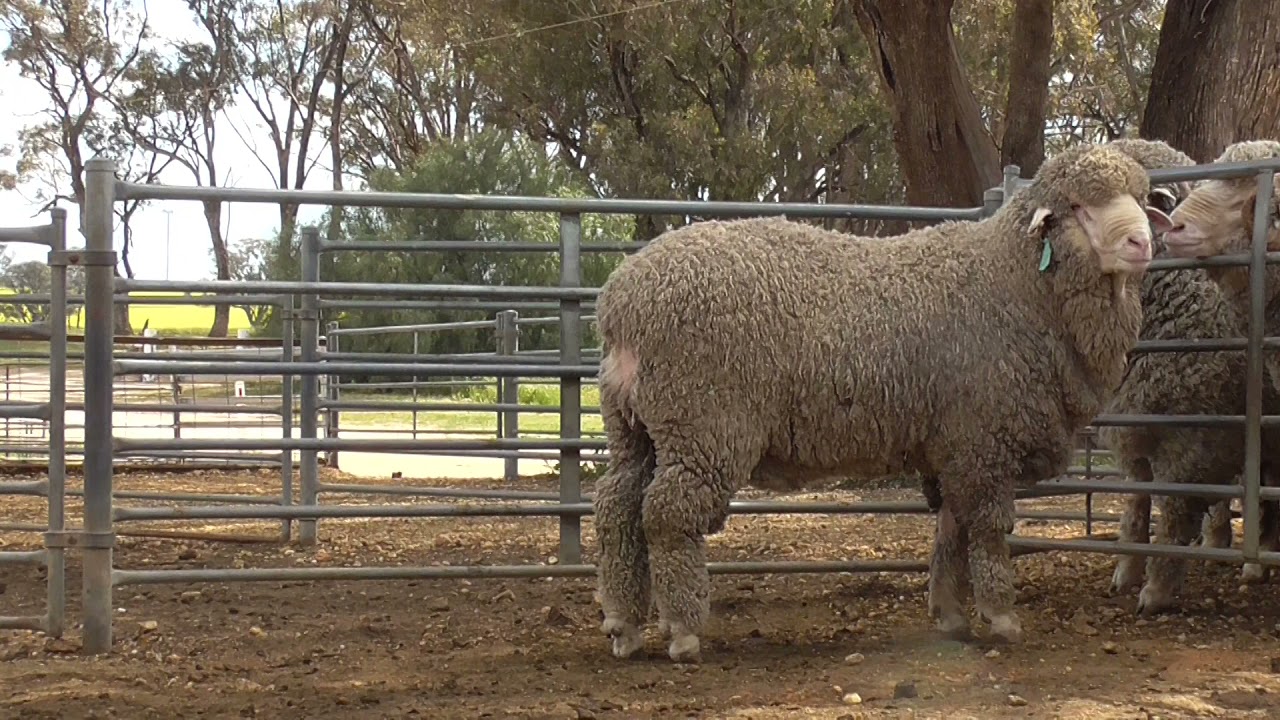 Lot 52, Charinga merinos 2021 sale - YouTube