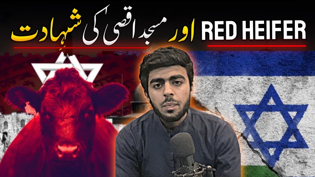 Red Heifer Found after 2000 years | Prophecies of Dajjal Arrival - YouTube