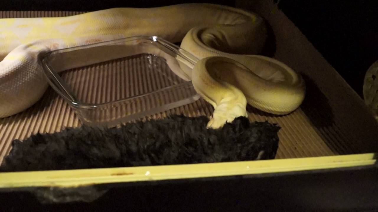 Albino motley Boa constrictor rabbit feeding - YouTube