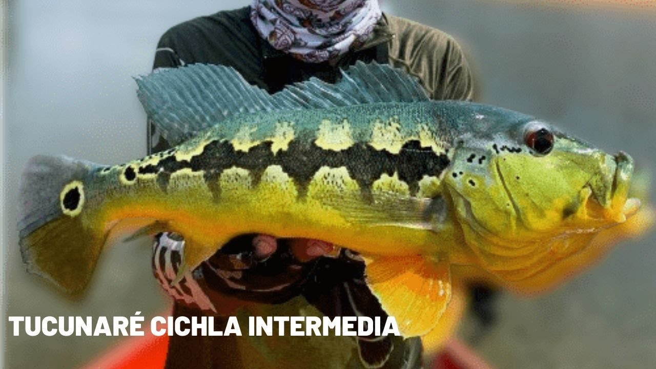 Conheça a Espécie de Tucunaré Cichla Intermedia (Tucunaré Royal) - YouTube
