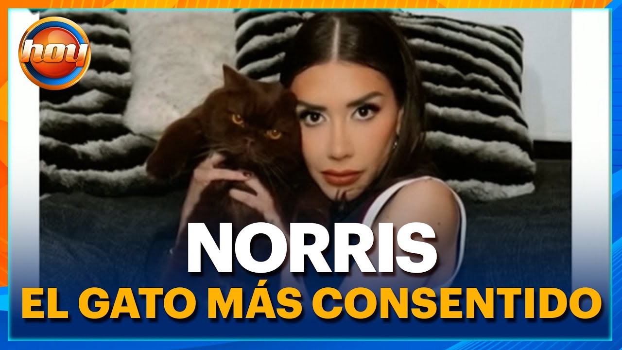 Karime nos presume a "Norris" en el día mundial del gato | Programa Hoy ...