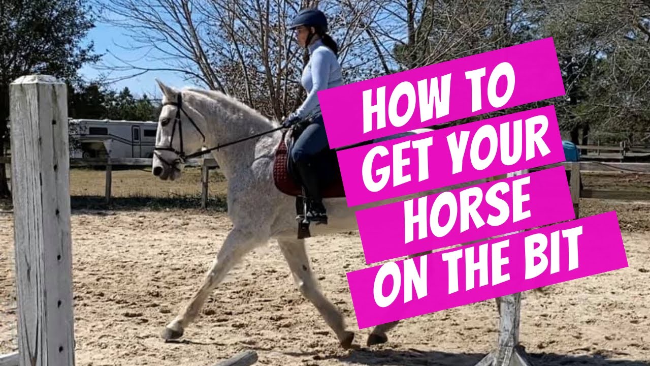 What To Do When Your Horse Comes Off The Bit - YouTube