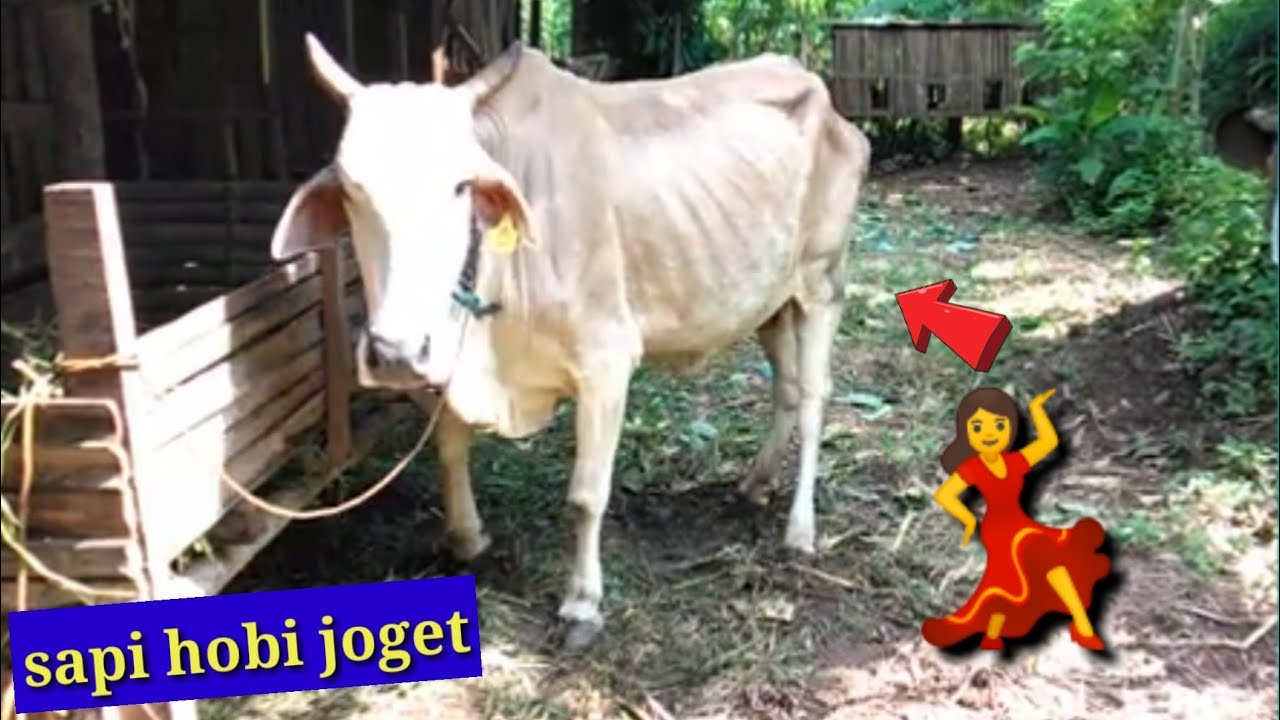 SAPI JOGET cuma ada 1 dalam 1000 sapi - YouTube