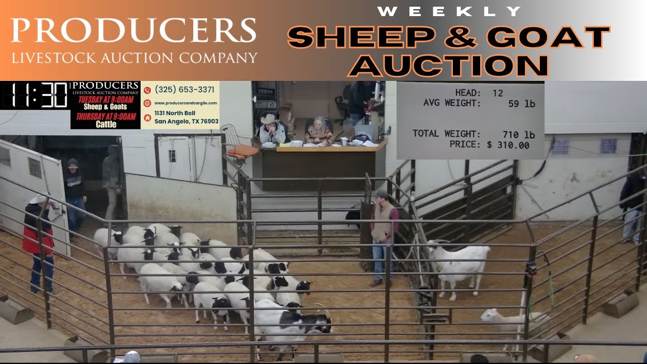 1/21/2025 - Producers Livestock Auction Company Sheep & Goat Auction ...
