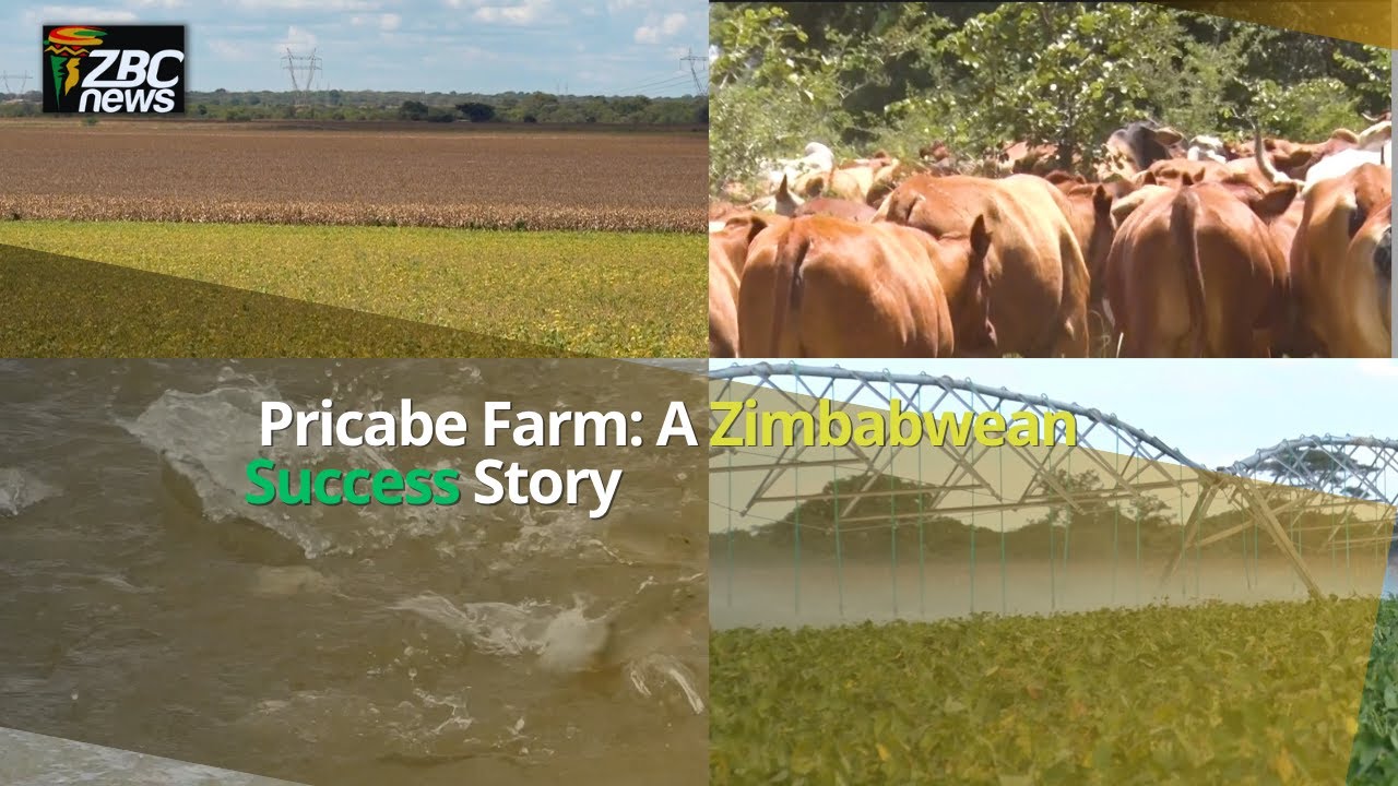 Pricabe Farm: A Look at a Thriving Mixed Farm in Zimbabwe - YouTube