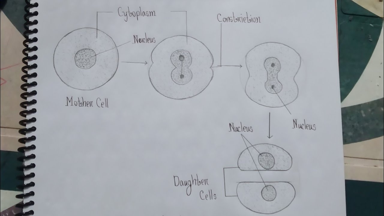 How to draw Amitosis or Direct Cell Division for class 9 - 12 - YouTube