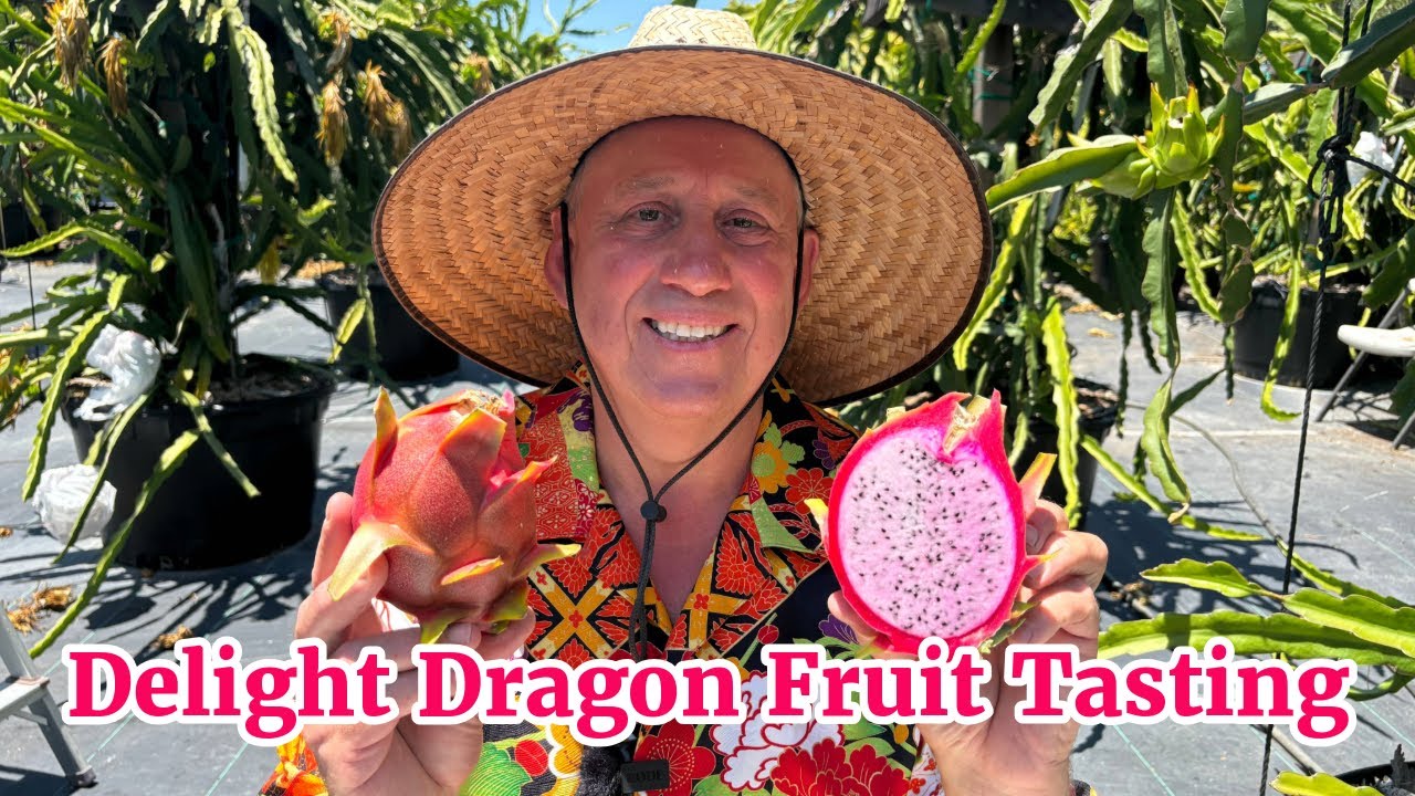 Delight Dragon Fruit Tasting - YouTube
