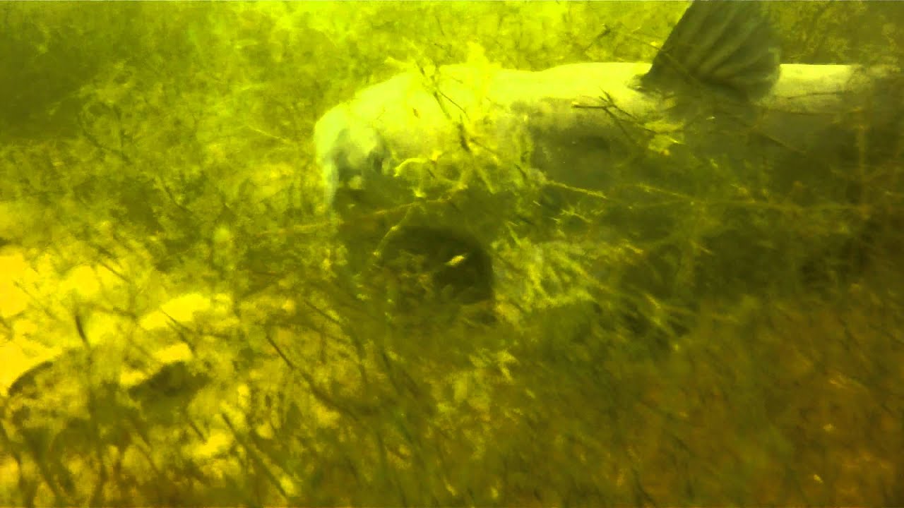 Wheeler Branch scuba diving with sleeping catfish - YouTube