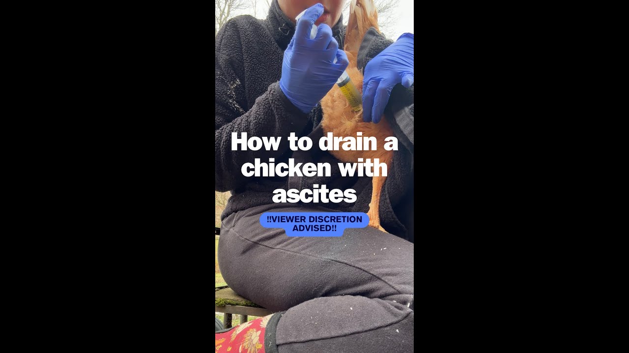 How To Drain A Chicken With Ascites At Home - YouTube