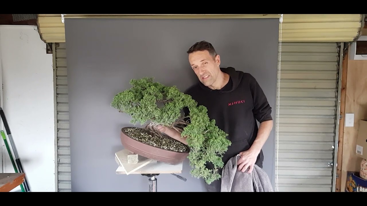 Air layering old juniper tree - YouTube