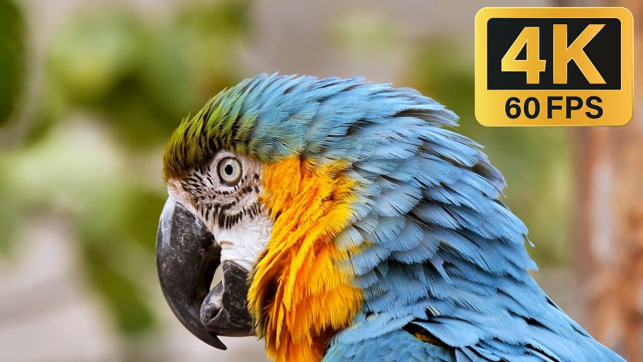 Chim Vẹt Macaw Sặc Sỡ 4K HDR: vẻ đẹp của các loài chim lộng lẫy và âm ...
