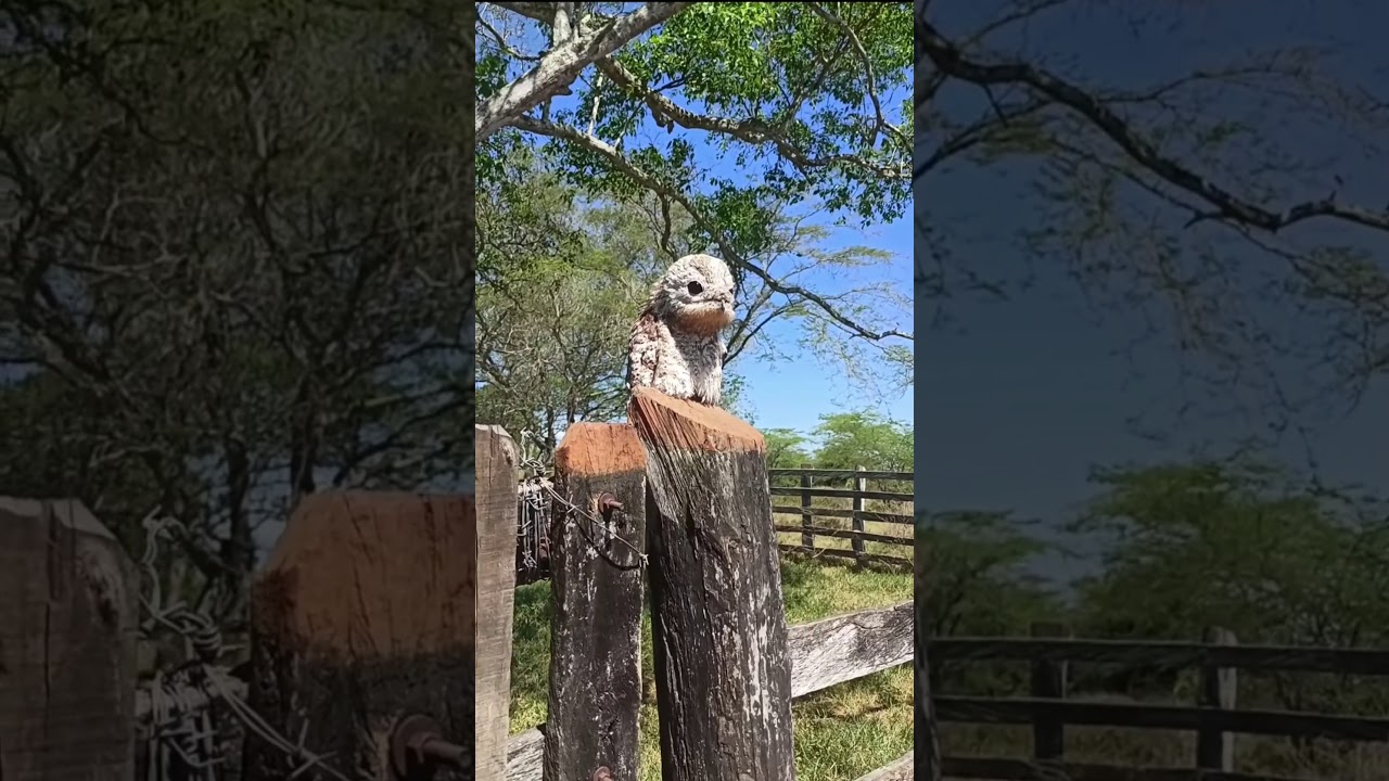 Pajaro fantasma/ ghost bird - YouTube