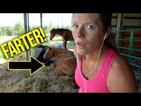 Horse FARTS during business phone call!