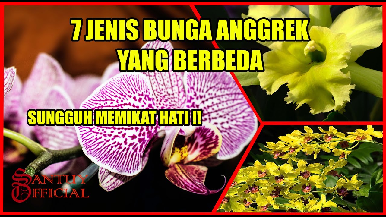 7 JENIS BUNGA ANGGREK YANG BERBEDA - DARI MATA TURUN KE HATI ‼️‼️ - YouTube