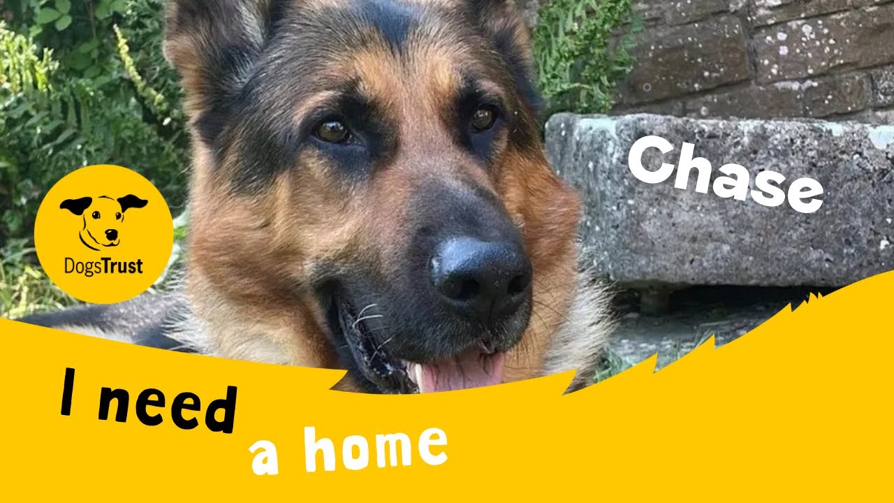 Chase the charming German Shepherd | Dogs Trust Cumbria - YouTube