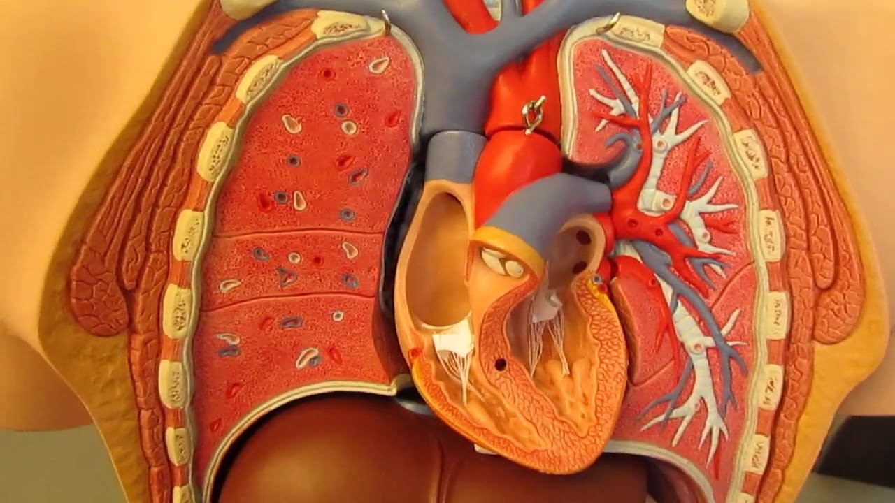 Heart Models, Deep - YouTube