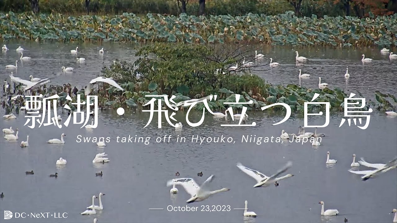 新潟県阿賀野市 白鳥の湖・瓢湖（ひょうこ）飛び立つ白鳥2023.10.23digest | Swans taking off in ...