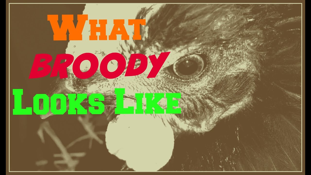 What Broody Looks Like~ - YouTube