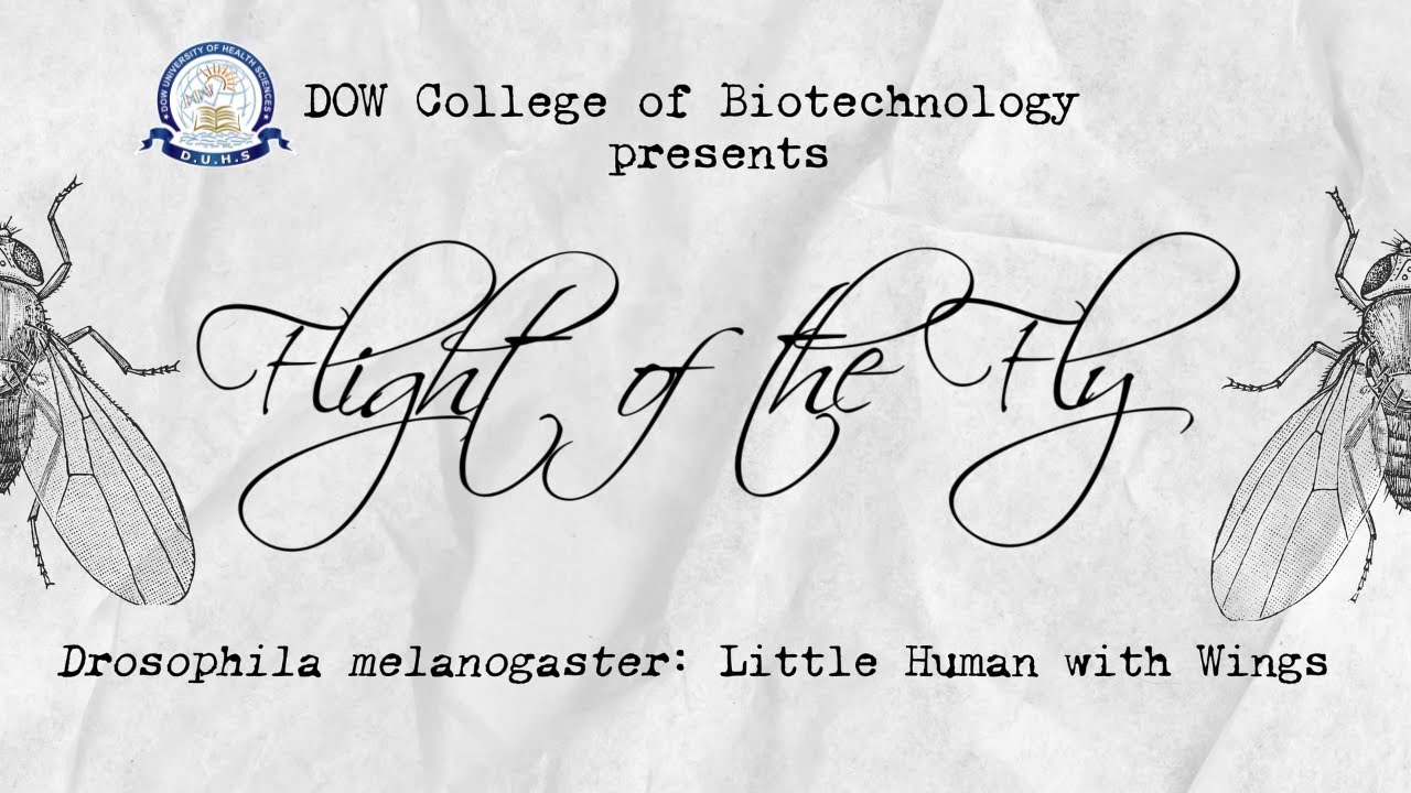 FLIGHT OF THE FLY | Dow Fly Research Lab & Stock Center - YouTube
