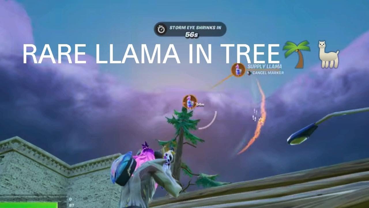 Rare Llama in tree 😂 - YouTube