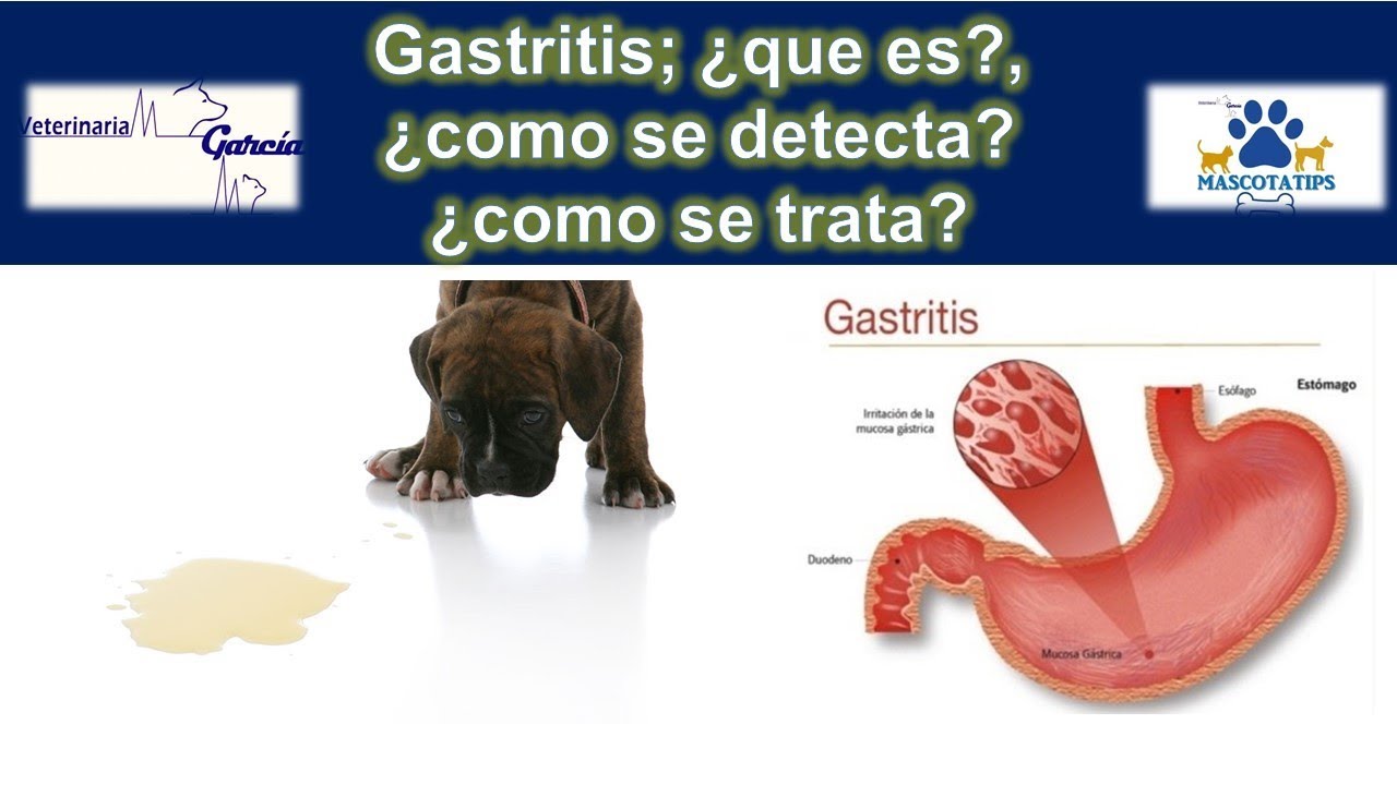 GASTRITIS EN MASCOTAS - YouTube