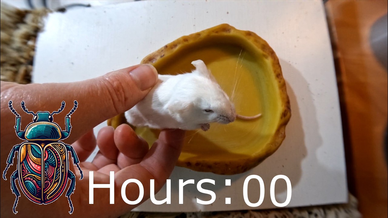 How Quickly Do The Flesh-eating Beetles Eat The Large Mouse? #timelapse ...