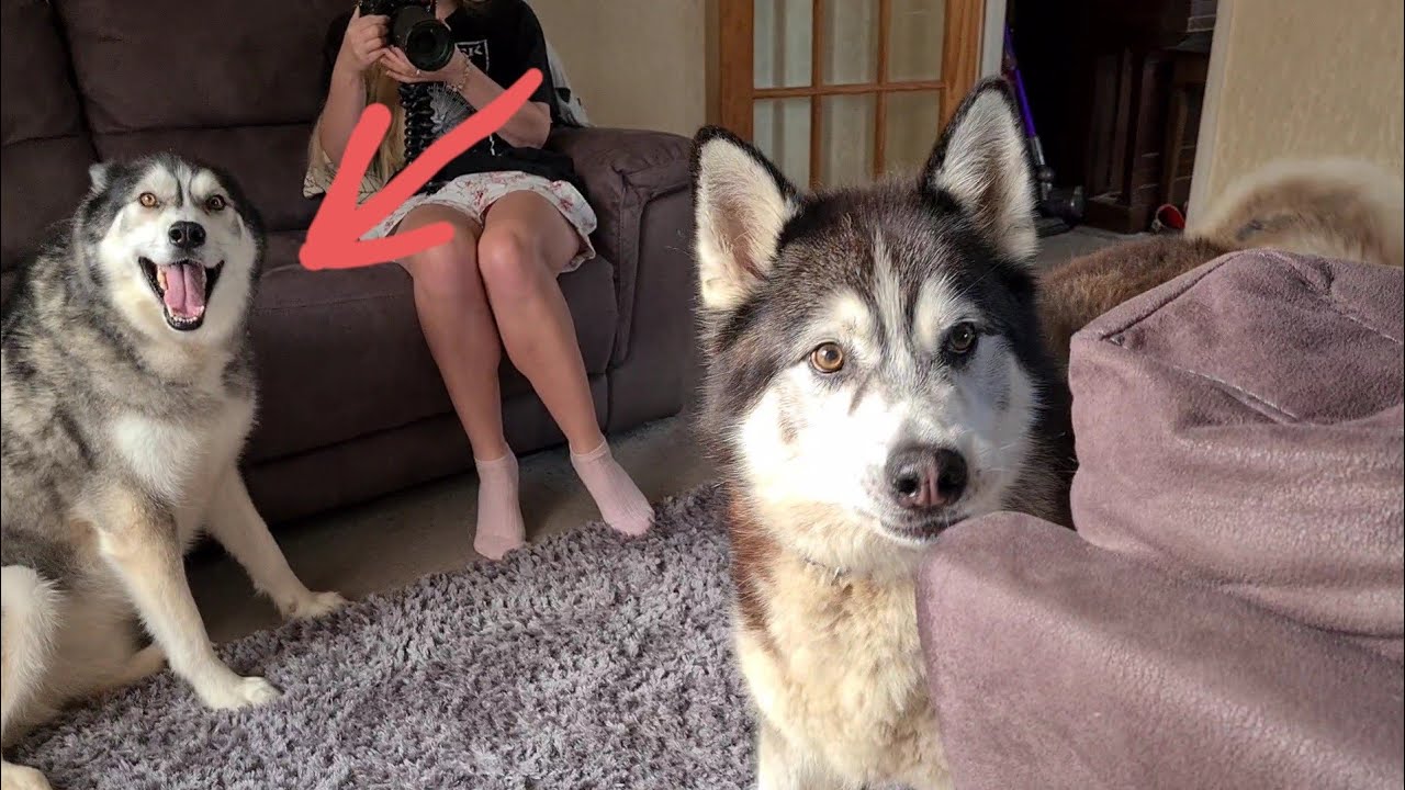 Husky is so Happy when we turn up to Surprise him - YouTube