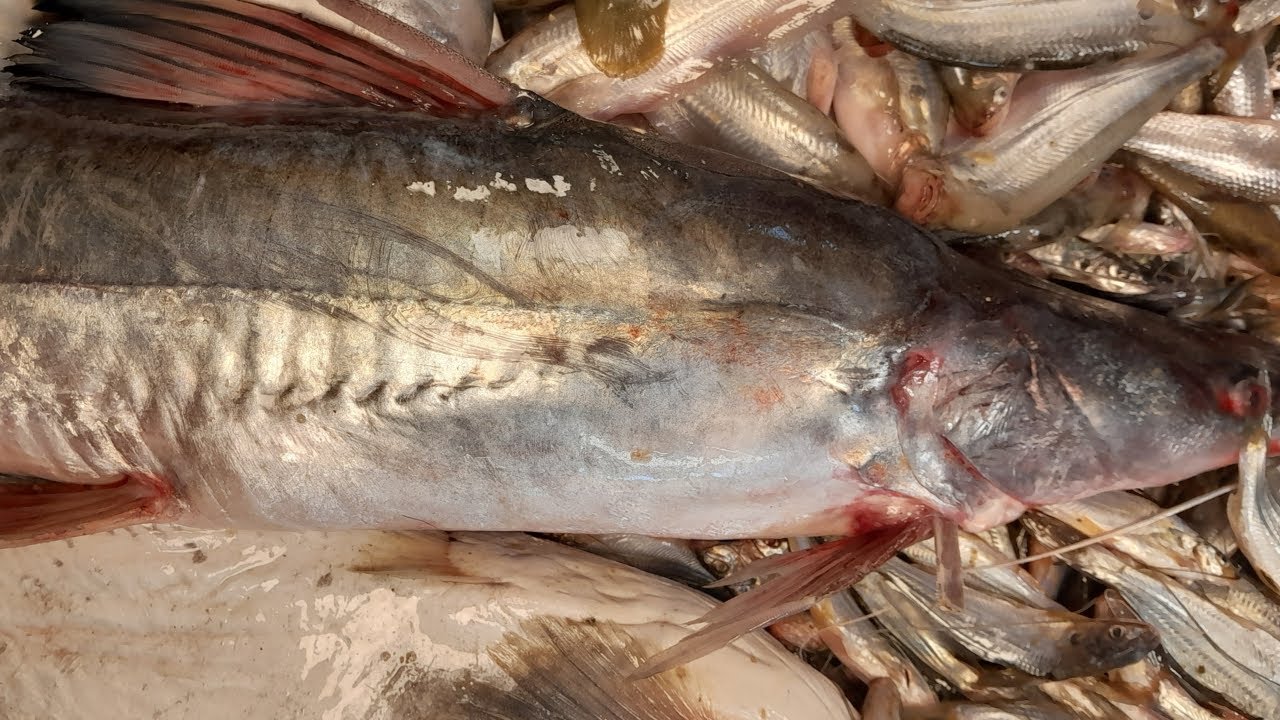 Amazing Big Ayer Fish Cutting In Bangladesh || Professional Fish ...