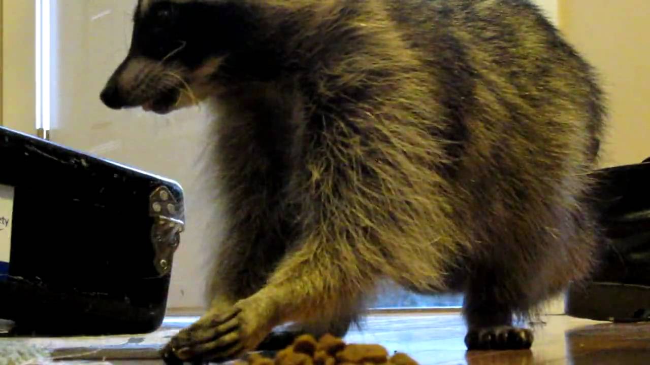 One Eyed Raccoon - YouTube