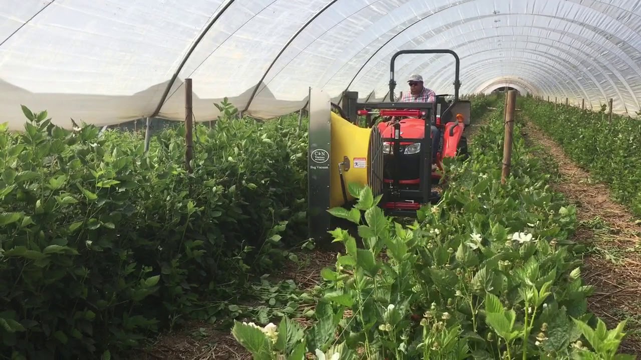 Canebrrry Bug Vac - YouTube