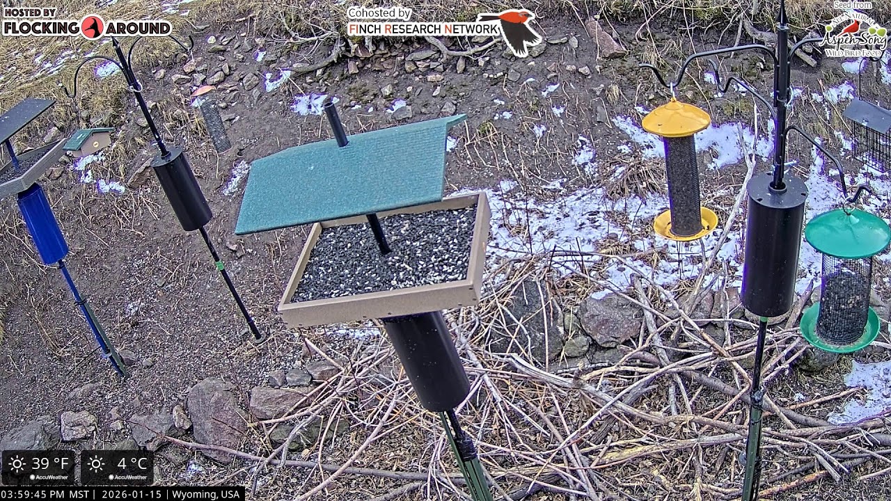 2026-01-15 - Flocking Around - Casper, WY - Live Stream Bird Feeder Cam ...