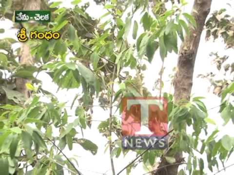 Sri Gandham plant - YouTube