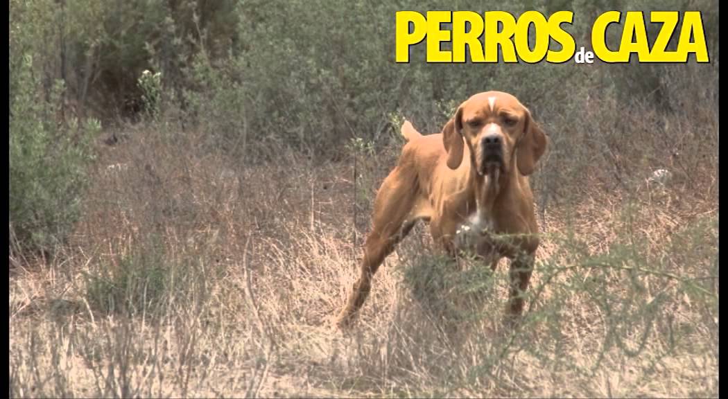 El perdiguero portugués, un gran cobrador - YouTube