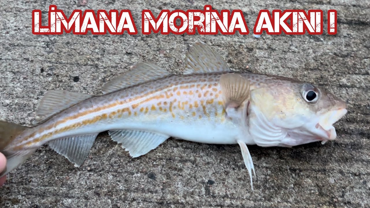 MORİNA BALIĞI LİMANA AKIN ETTİ ! OLTAYI KALDIRAMADIM ! - YouTube