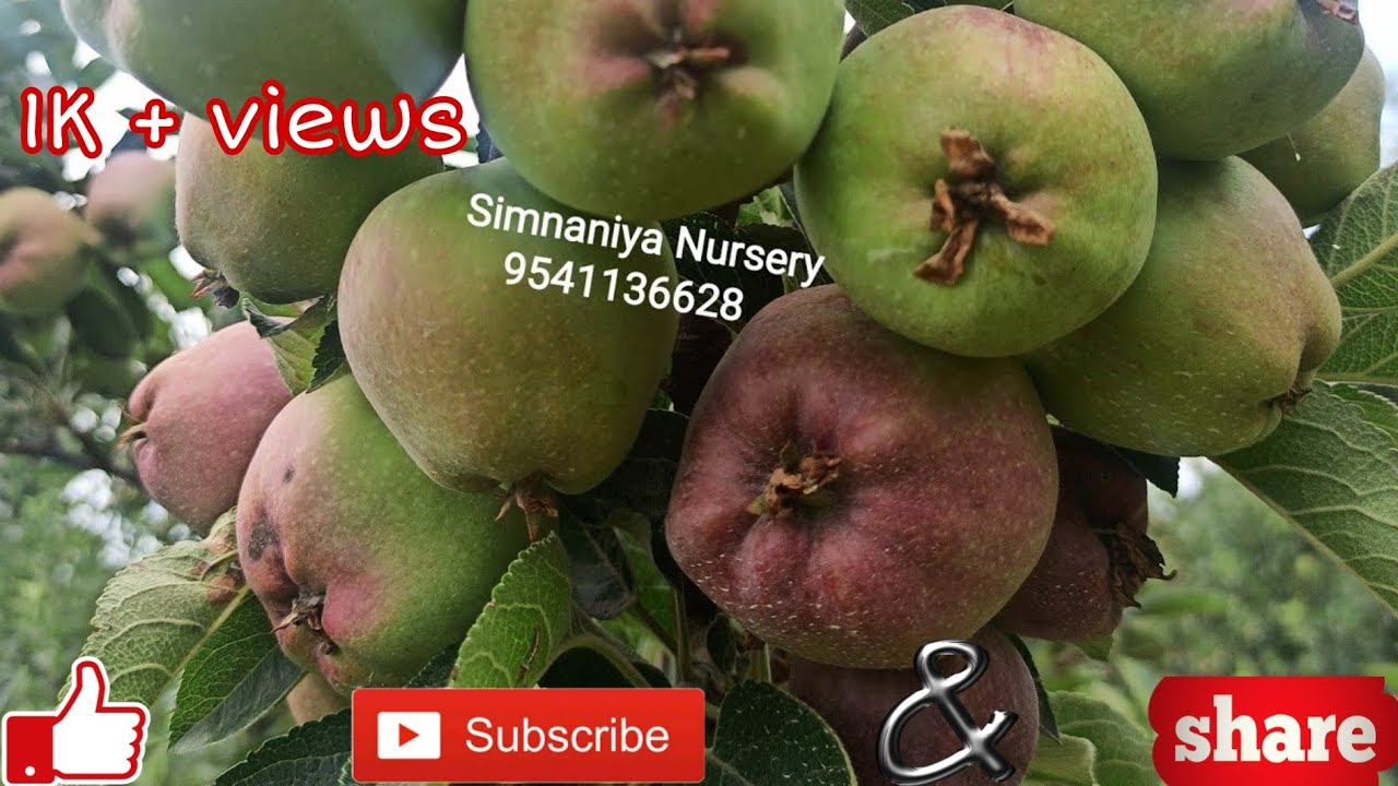 Apple Rootstock On MM106 | SN - YouTube