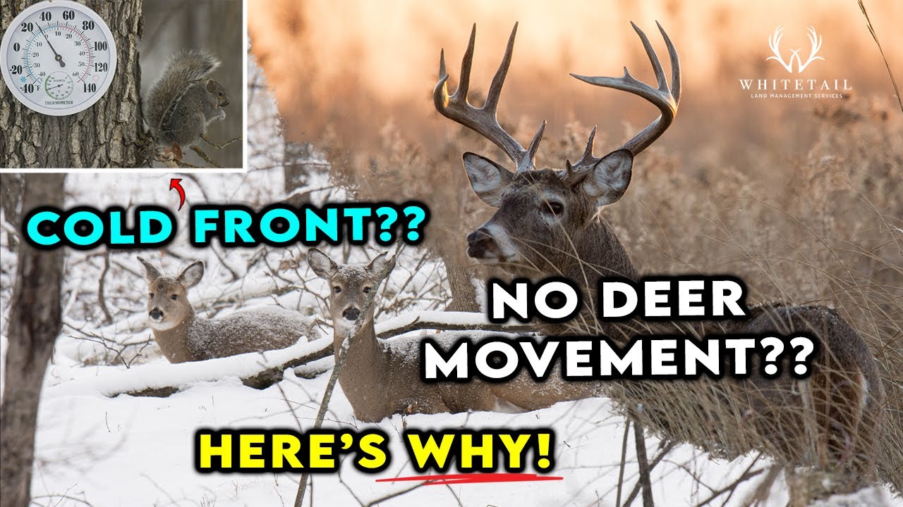Cold Front. No Deer Movement? HERE'S WHY! - YouTube
