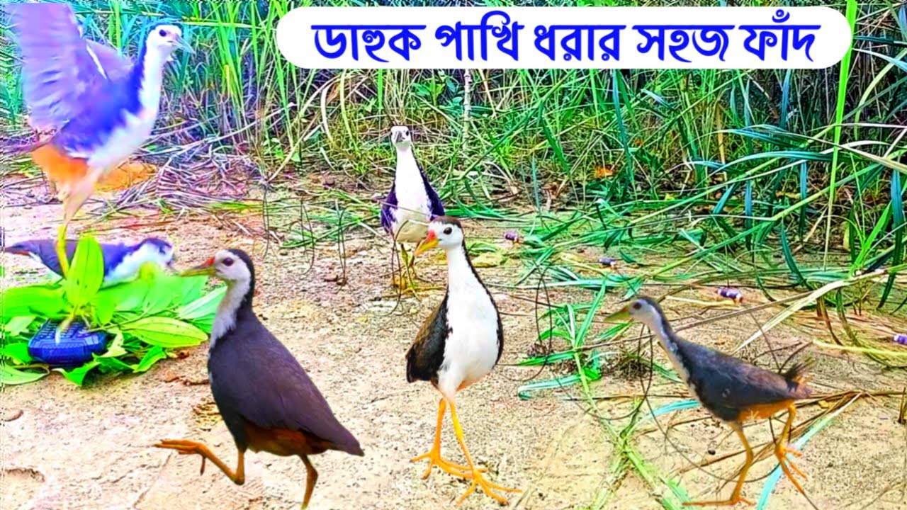 How to Hunt Birds | How to Catch Birds | Easy Way to Catch Birds ...