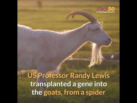 How Goats Produce Spider Silk | Genetically Modified Goats | # ...