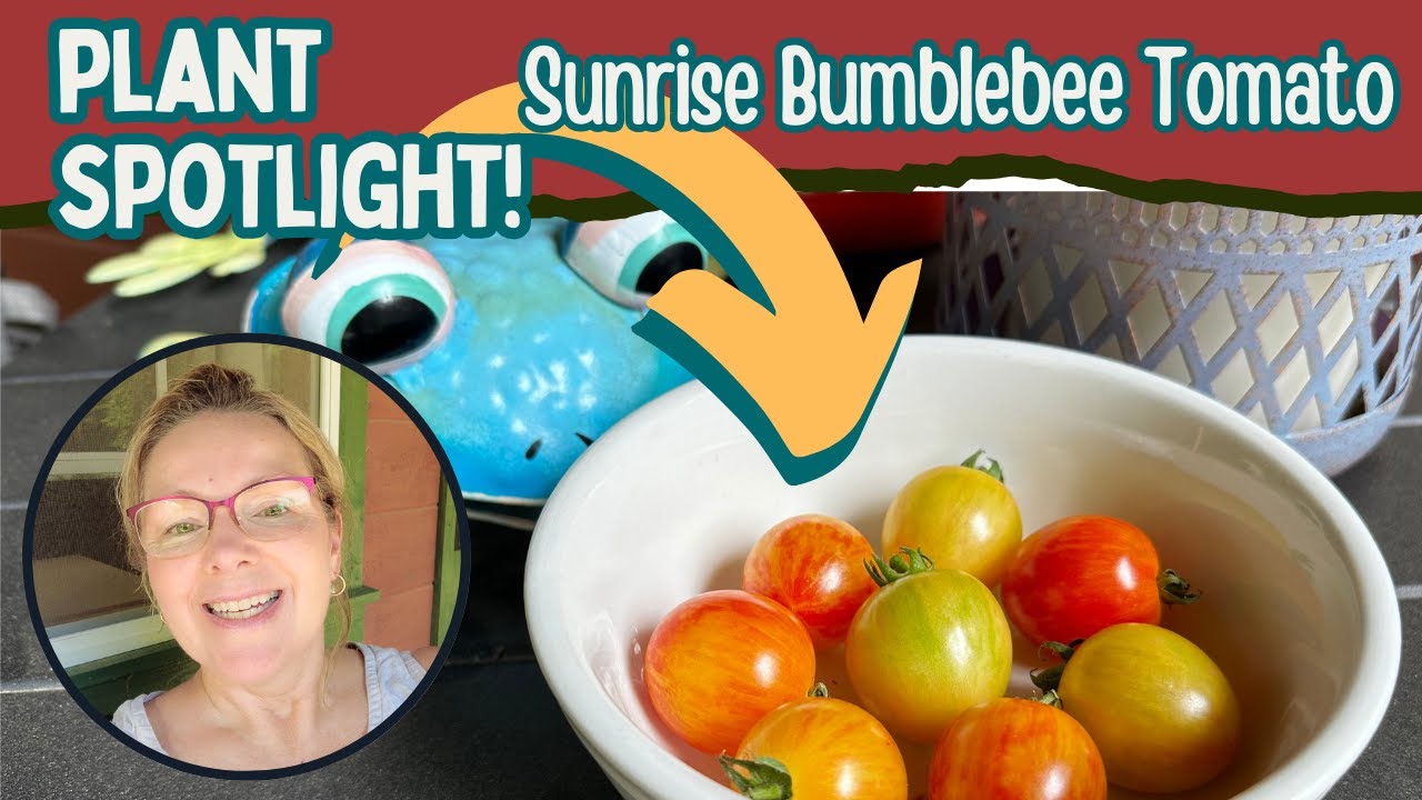 Sunrise Bumblebee Tomato 🌞🍅 | Why It’s My New Favorite! #plantspotlight ...