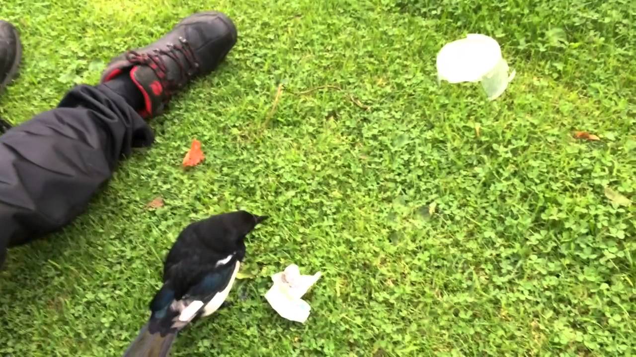 Magpie stealing money - YouTube
