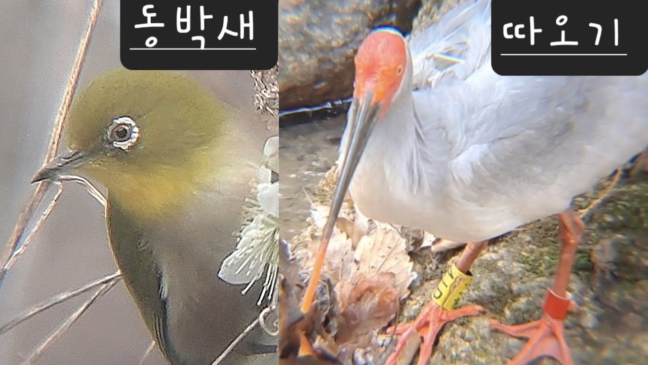 산에서 본 생물들 Youtube