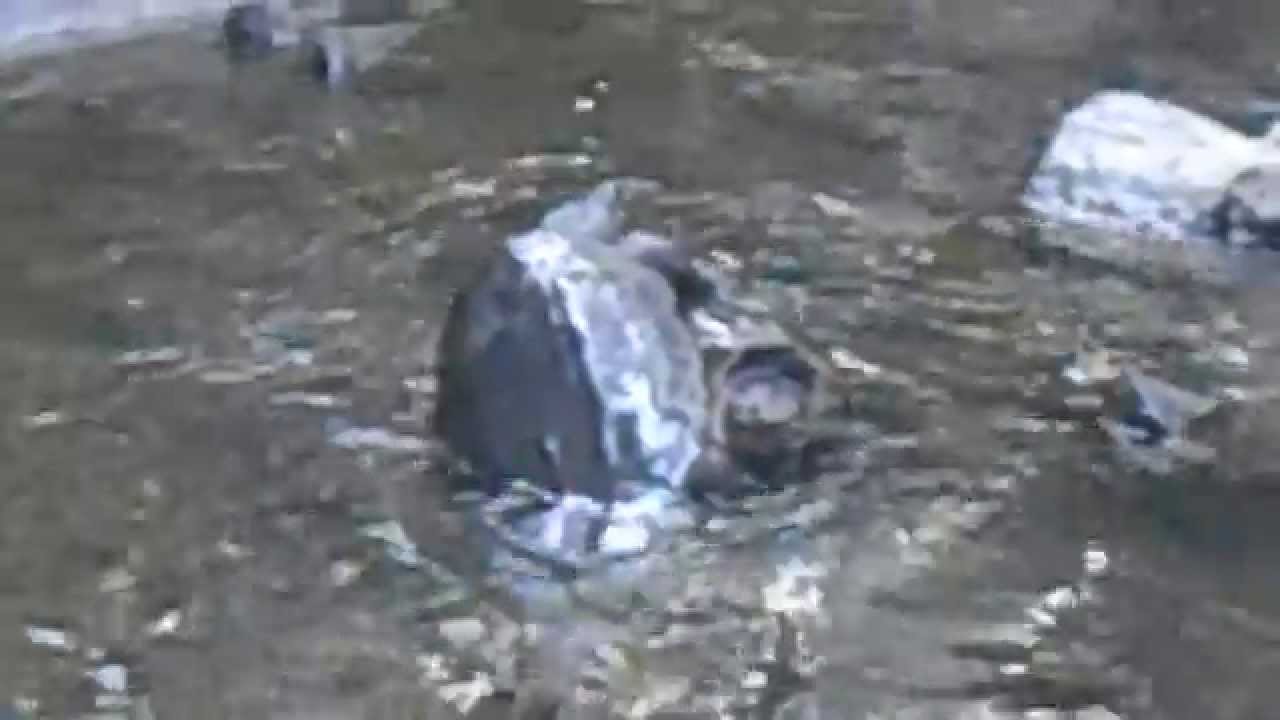 Amazing Mighty Turtle Fight Tonight, Bronx River, Friday, 07252014 at 7 ...