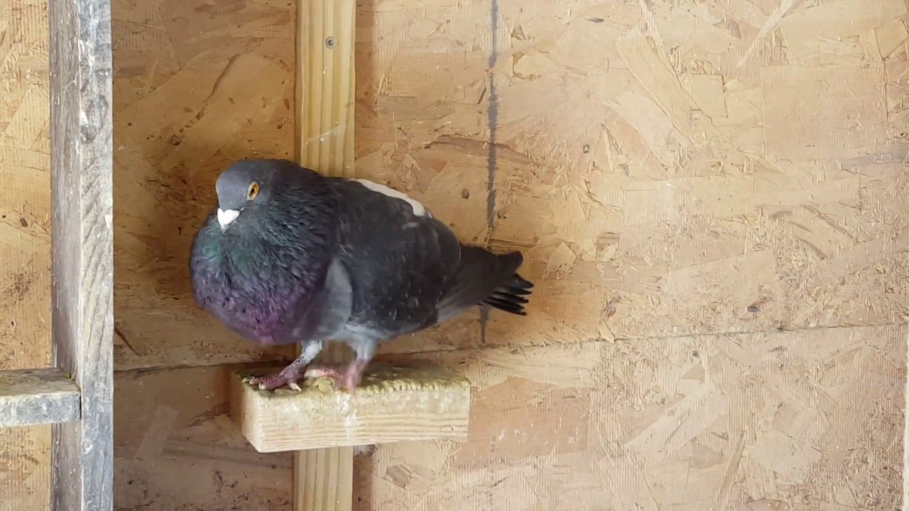 Morrillero/Cuban Thief Pouter Pigeon Male(Palomas Buchon) - YouTube