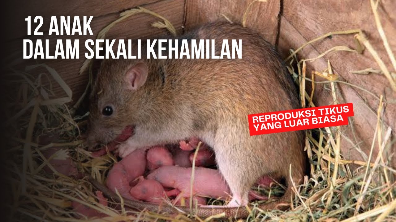 CARA TIKUS MELAKUKAN REPRODUKSI - YouTube