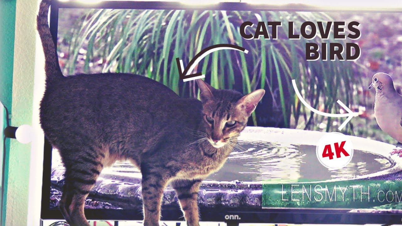 Daisy's Diary: Cat Watches Birds on Cat TV, Cat Loves Bird, Cat Needs ...