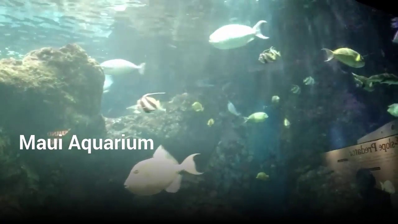 Maui Aquarium - YouTube